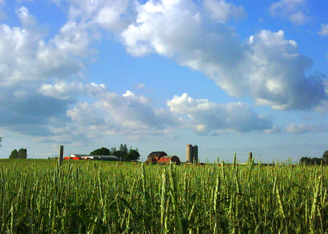 What’s happening on the VG family farm: summer edition – Farm to City ...